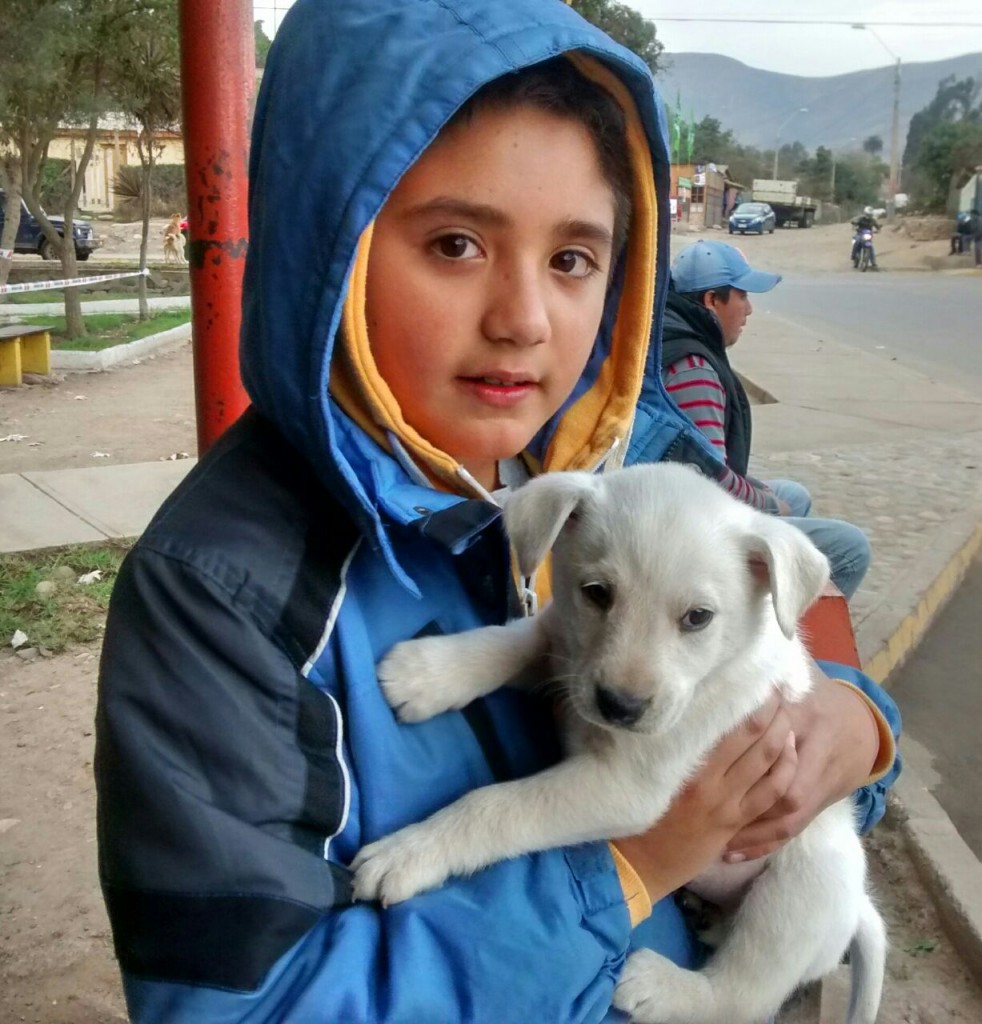 Conozca los beneficios de tener un perro como mascota - La Voz del Norte