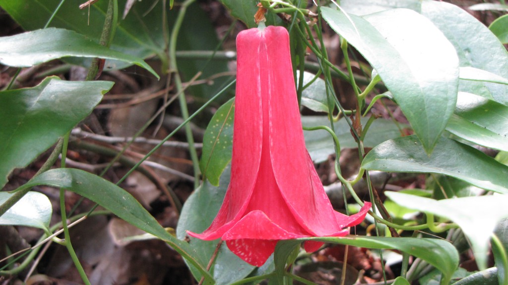 Cómo cultivar un copihue en casa - La Voz del Norte