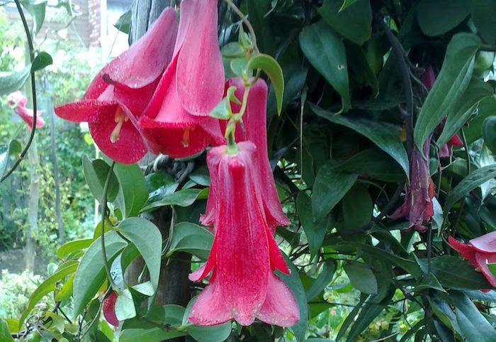 Cómo cultivar un copihue en casa – La Voz del Norte