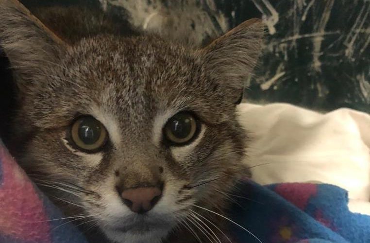 Colo Colo derrotó 2-1 a la ‘U’ en nueva versión de la Copa Gato – La ...